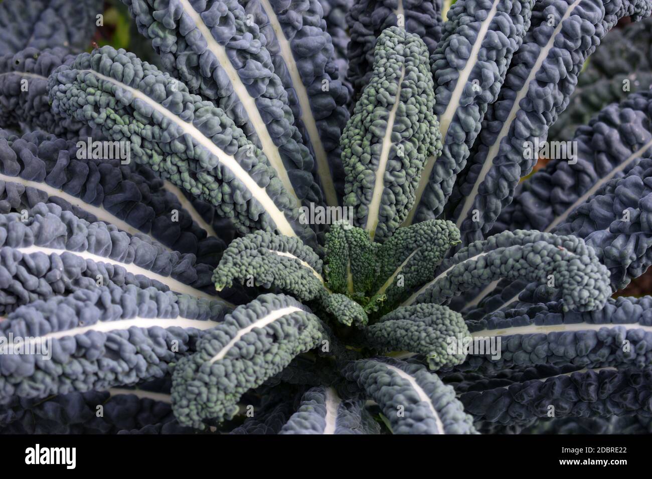 Background of fresh collard leaves Stock Photo - Alamy