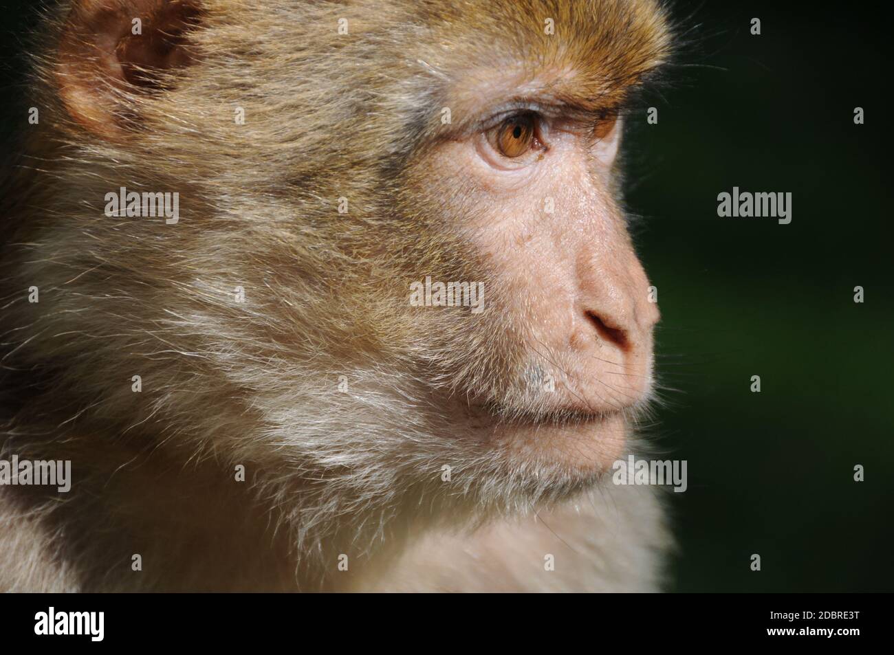 Berber monkey hi-res stock photography and images - Alamy