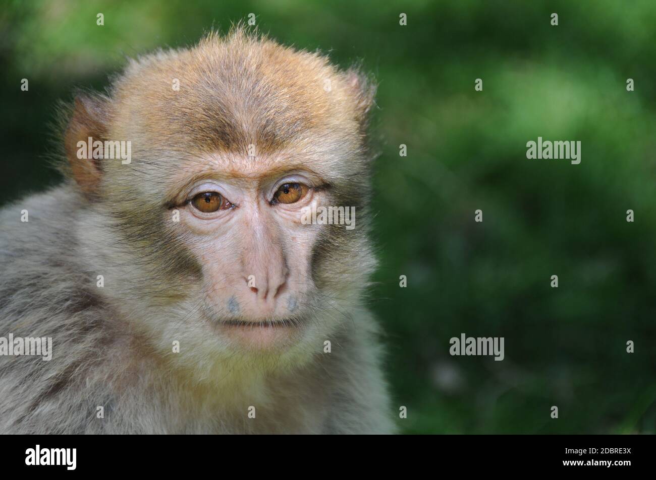 Berber monkey hi-res stock photography and images - Alamy