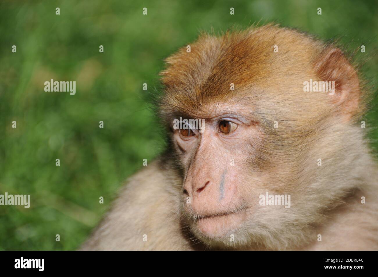 Berber monkey hi-res stock photography and images - Alamy