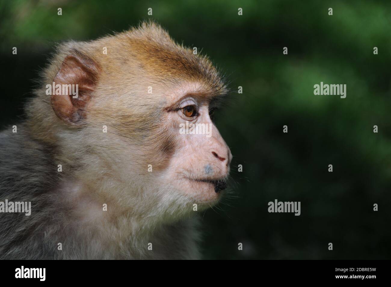Monkey hair hi-res stock photography and images - Alamy