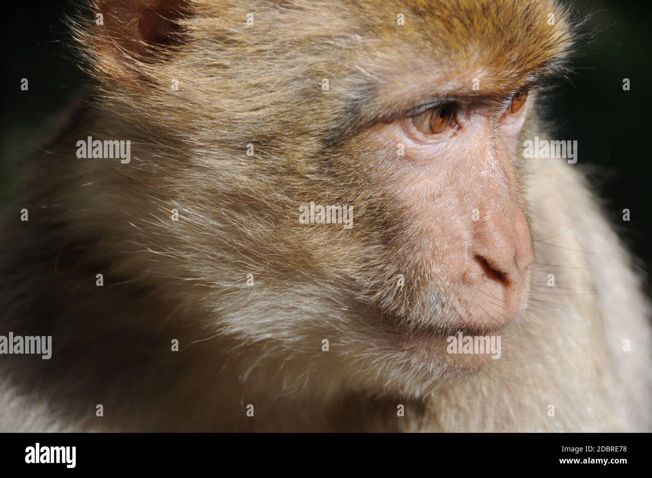 Berber monkey hi-res stock photography and images - Alamy