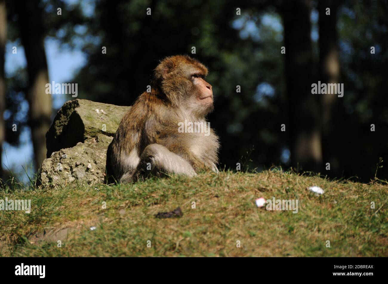 Monke hi-res stock photography and images - Alamy