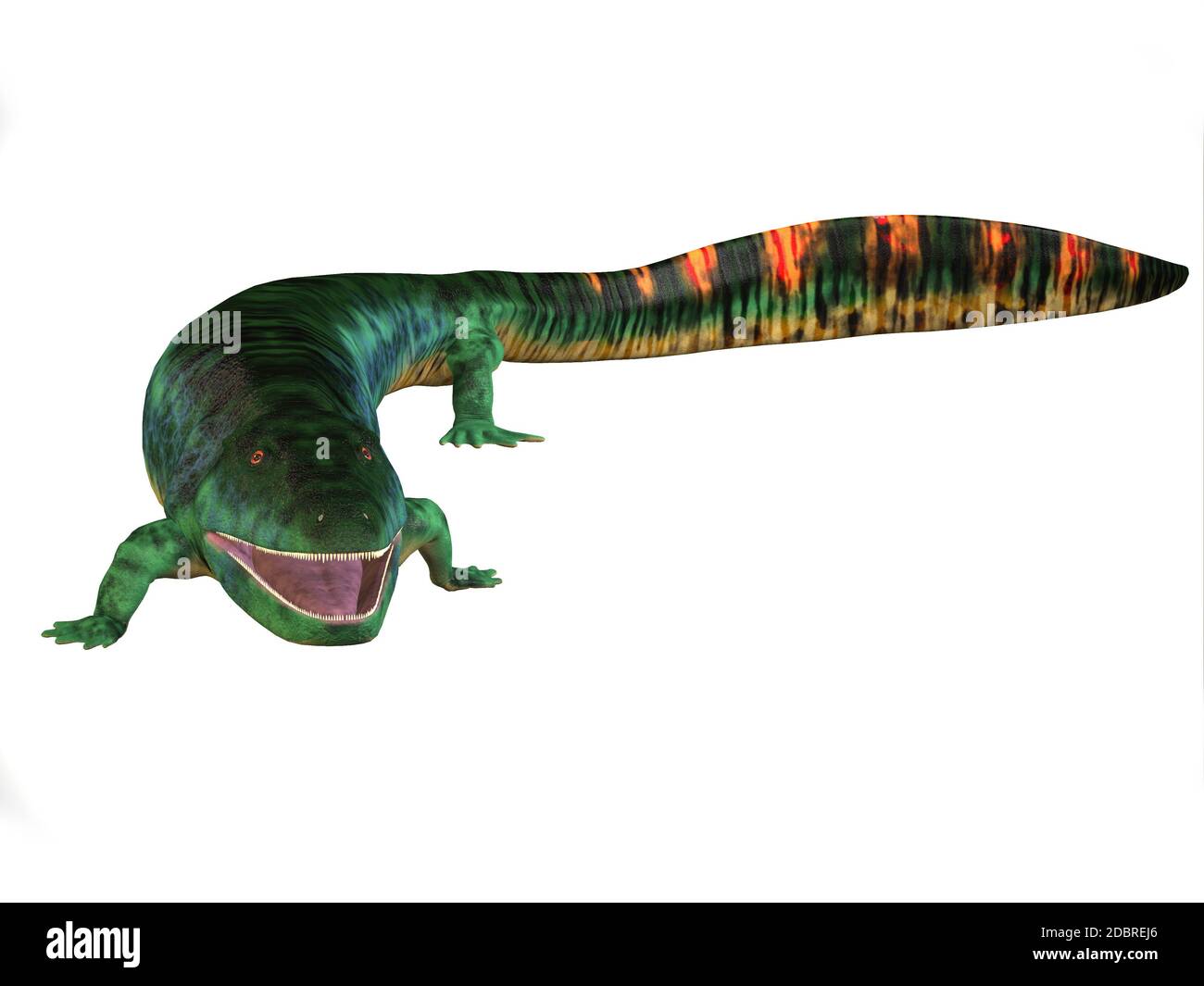 Eogyrinus was an aquatic predatory tetrapod that lived in the ...