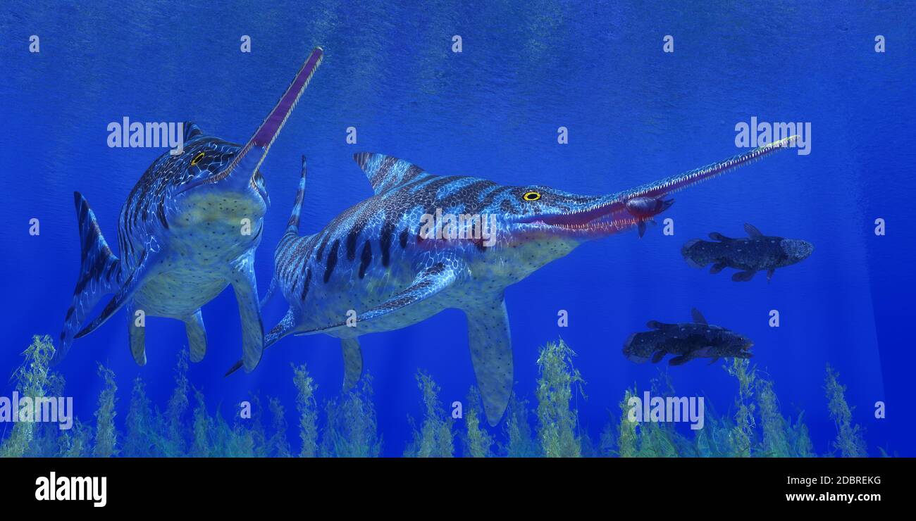 A Coelacanth fish becomes prey for a Eurhinosaurus marine reptile in a ...