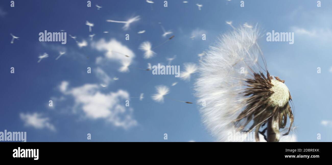 Beautiful dreamy spring nature background with dandelion Stock Photo ...