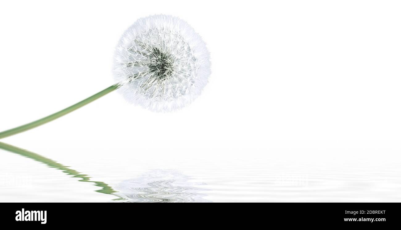 Beautiful dreamy spring with white background Stock Photo - Alamy