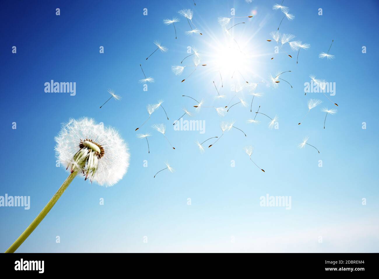 Beautiful dreamy spring nature background with dandelion Stock Photo ...