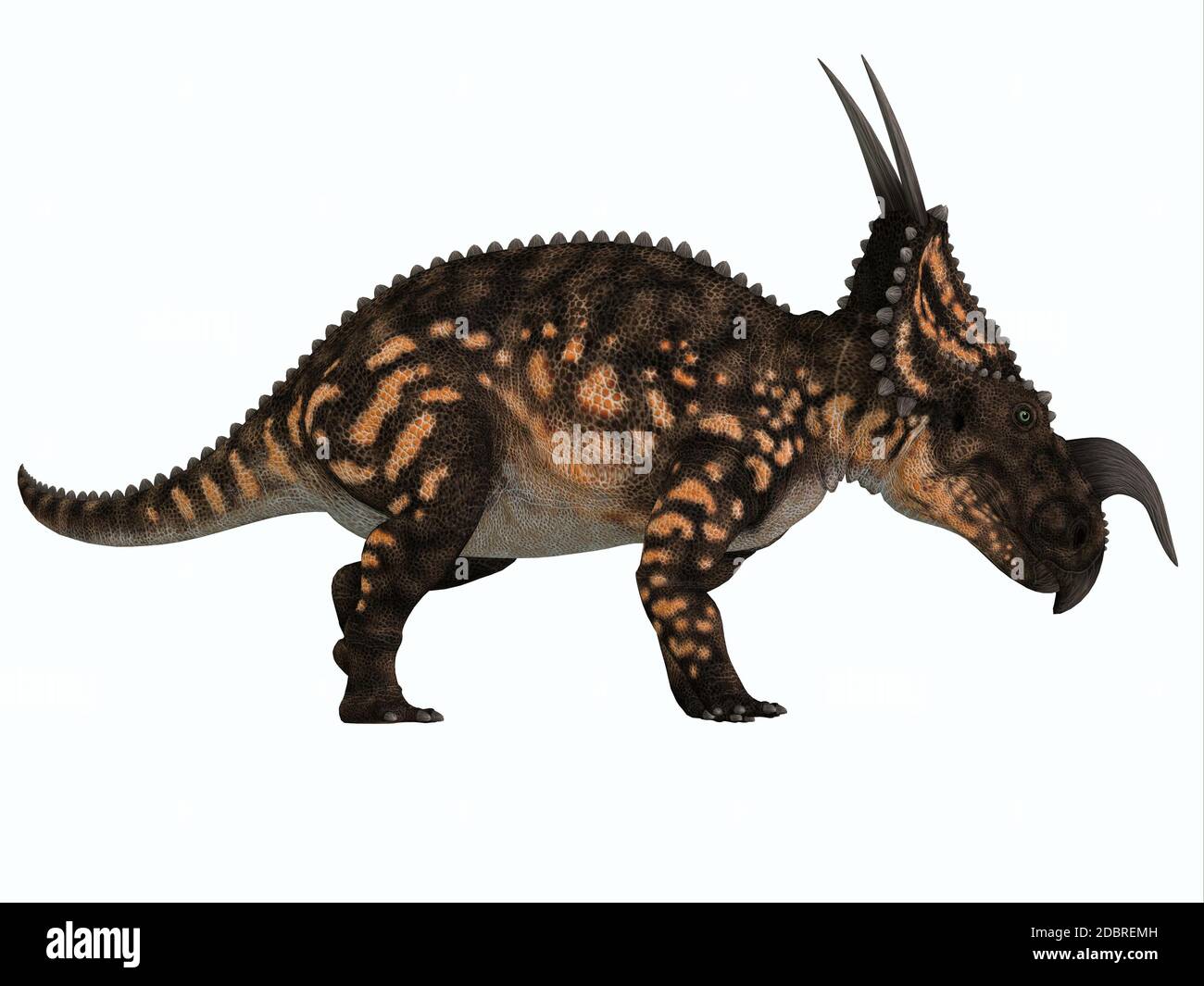 Einiosaurus was a herbivorous ceratopsian dinosaur that lived in the Cretaceous Age of Montana ...