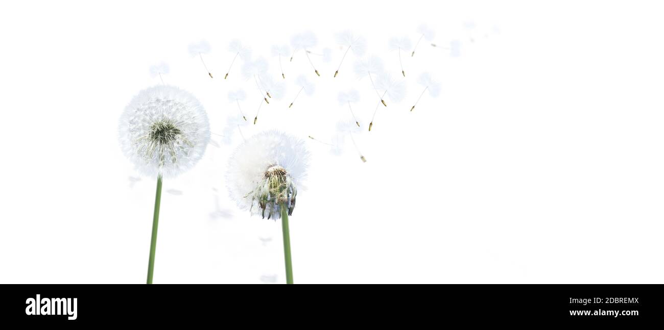 Beautiful dreamy spring with white background Stock Photo - Alamy