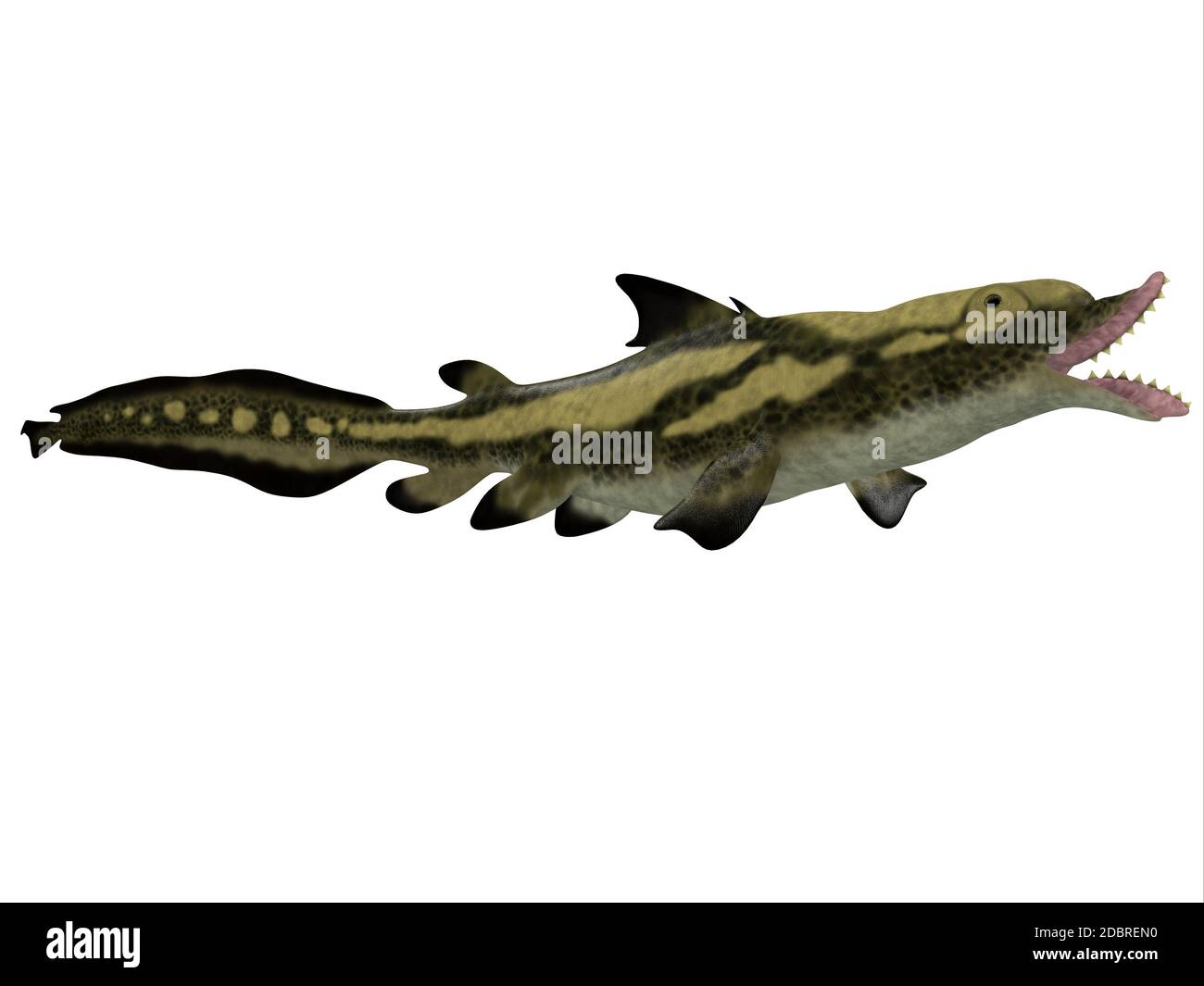 Edestus is a prehistoric shark that lived in the Carboniferous Period ...