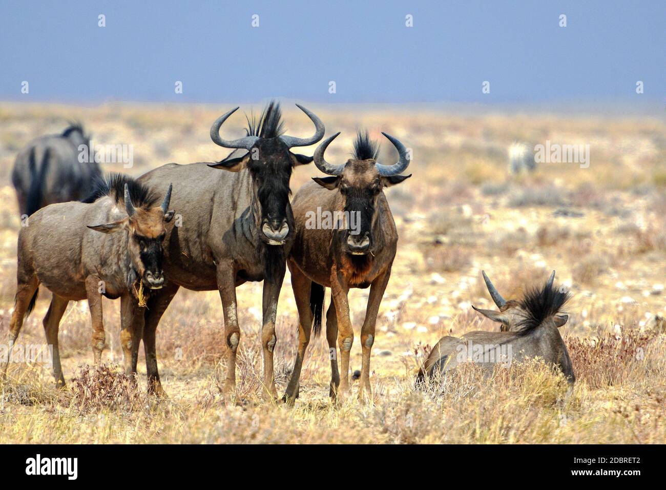Wildebeests in the Etosha National Park in Namibia Stock Photo - Alamy