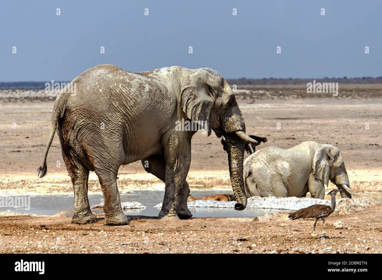 Desert elephants in the Etosha National Park in Namibia Stock Photo - Alamy