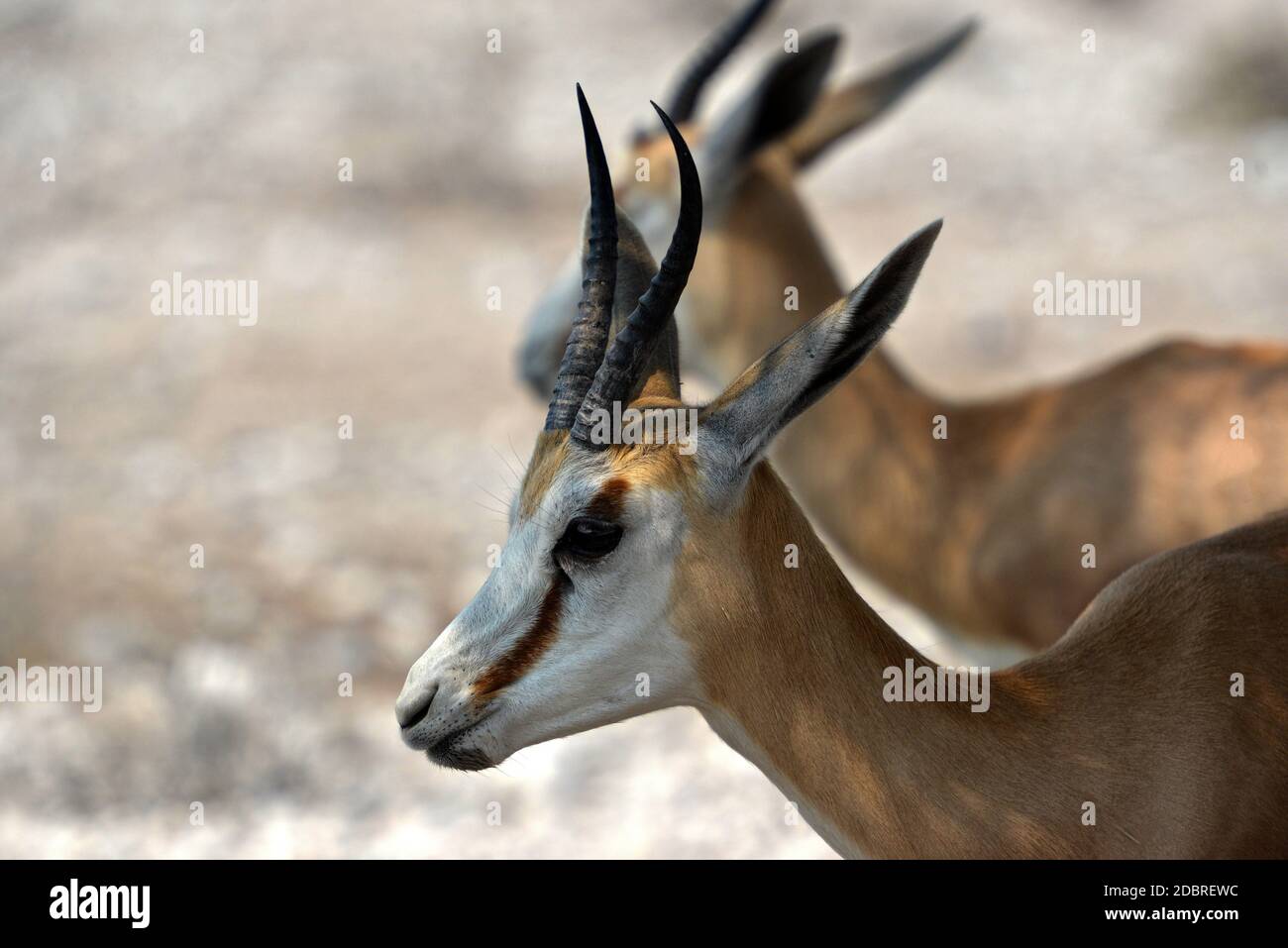 Springboks in the Etosha National Park in Namibia Stock Photo - Alamy