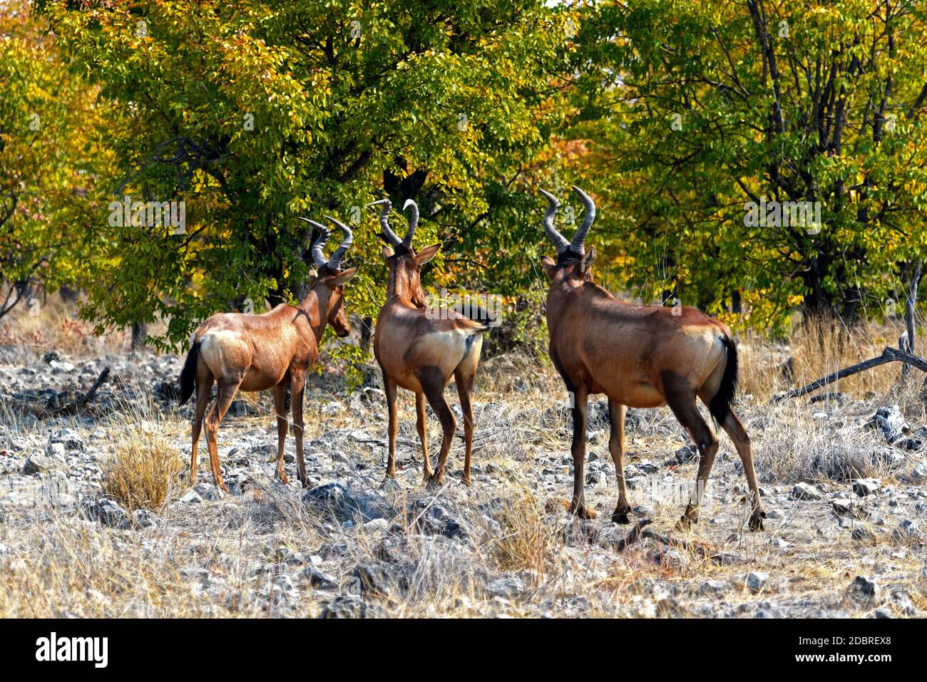 Cow antelopes hi-res stock photography and images - Alamy
