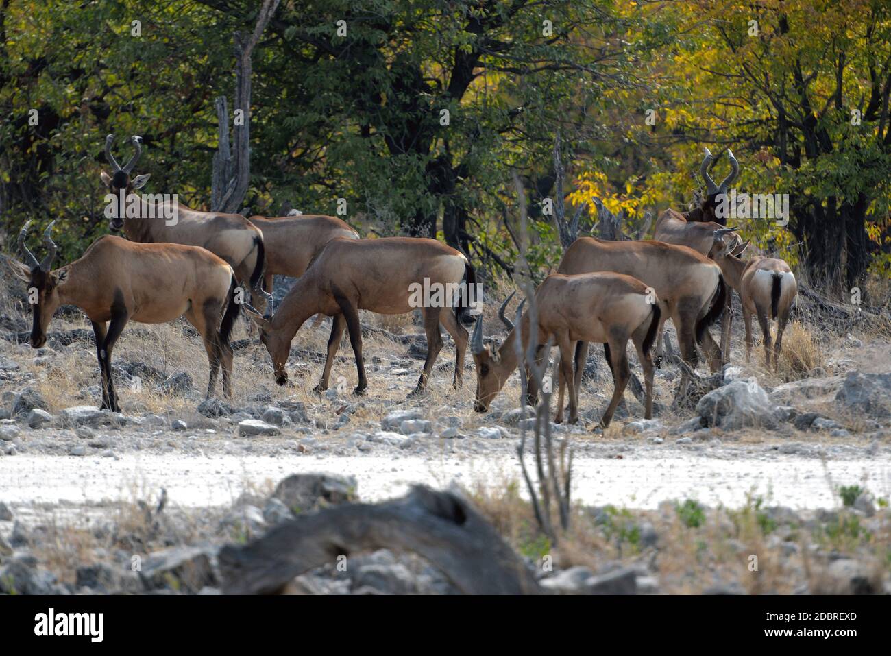 Cow antelopes in the Etosha National Park in Namibia Stock Photo - Alamy