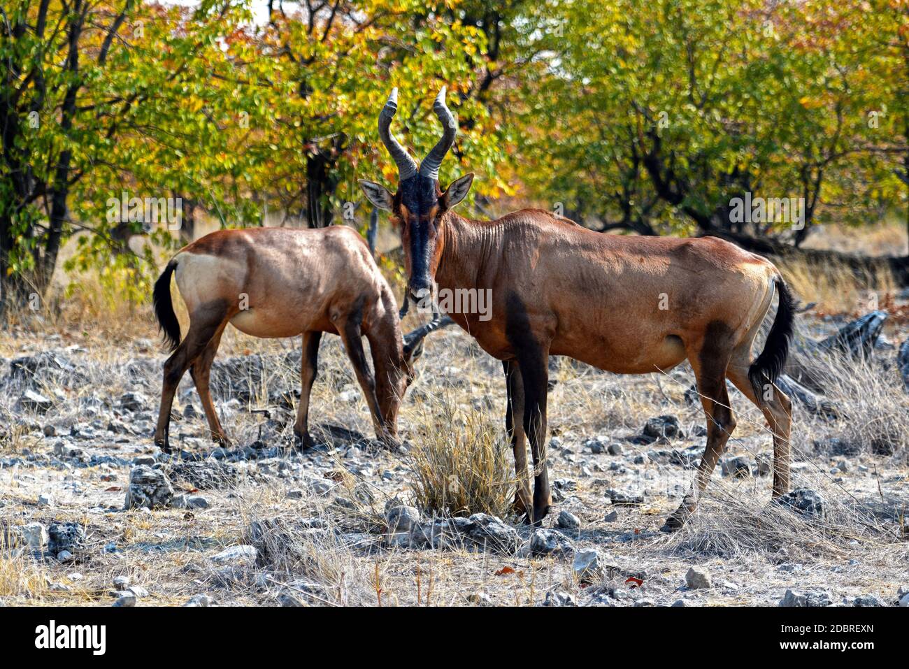 Cow antelopes in the Etosha National Park in Namibia Stock Photo - Alamy