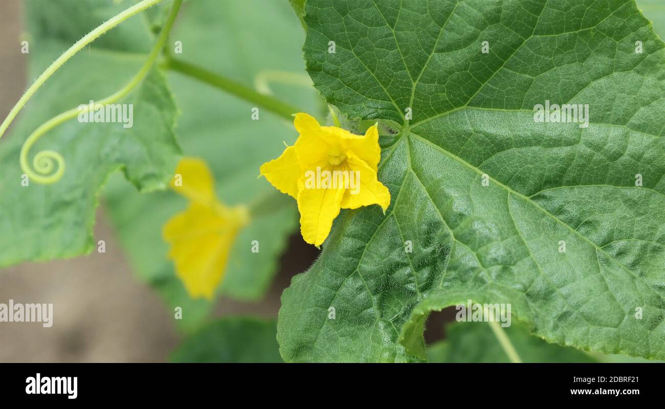 Cucumber vegetable blossom at the vegetable garden Stock Photo - Alamy