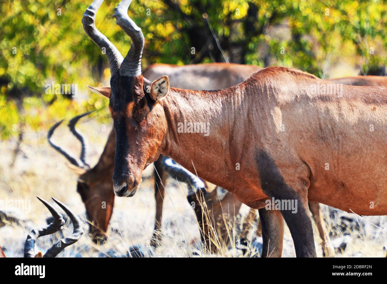 Cow antelopes in the Etosha National Park in Namibia Stock Photo - Alamy
