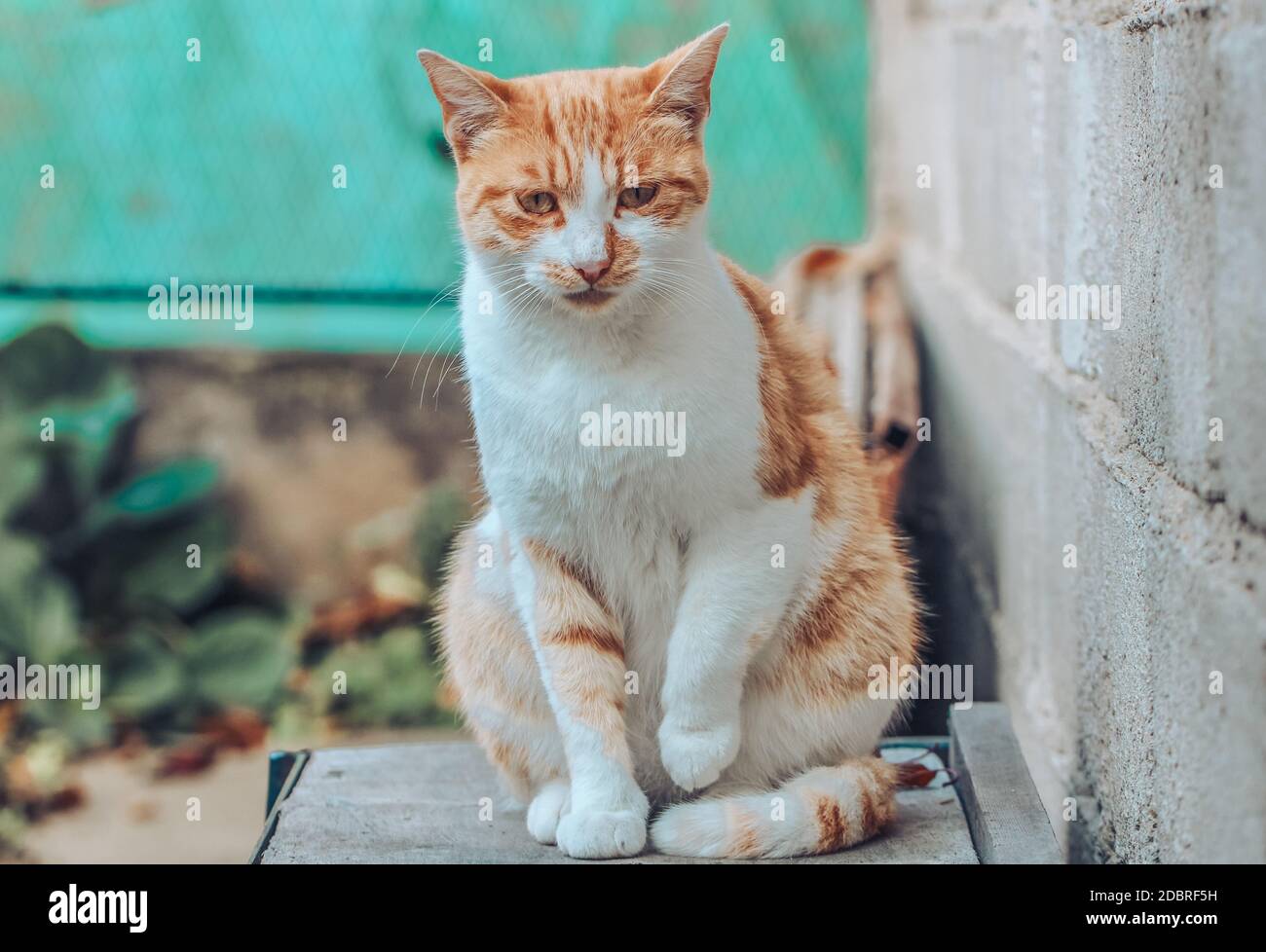 Ginger cat sitting at the bench Stock Photo - Alamy