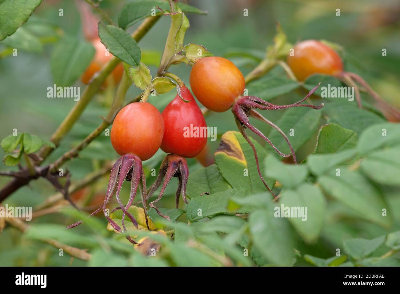 Amur rose (Rosa davurica Stock Photo - Alamy