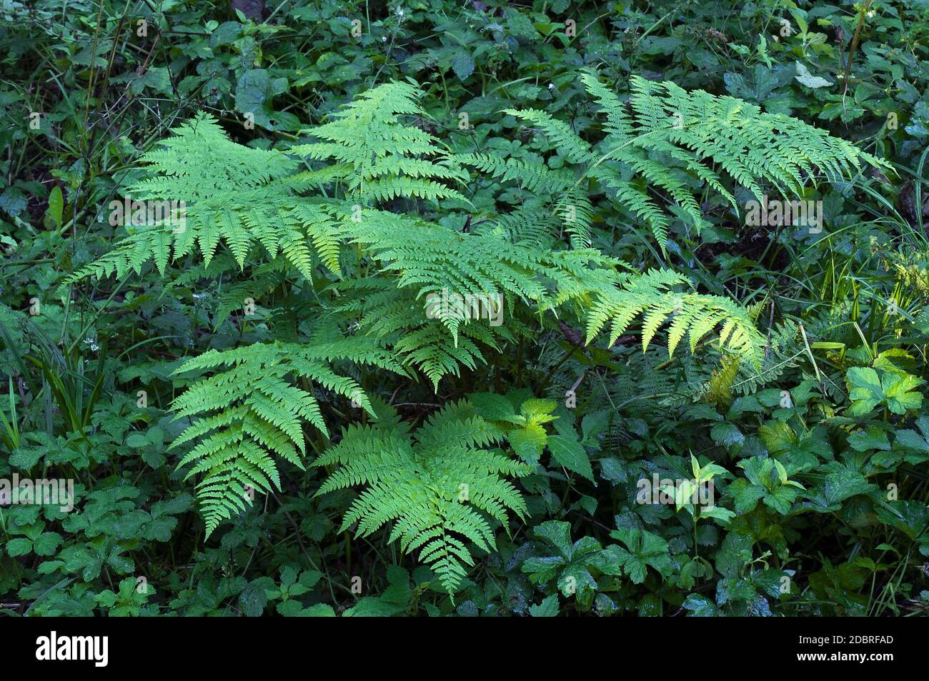 Ladyfern hi-res stock photography and images - Alamy