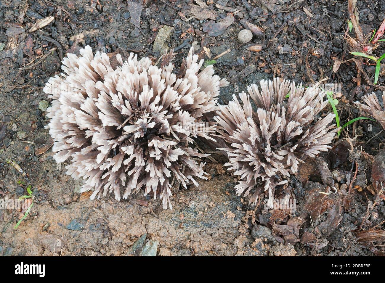 Thelephoraceae hi-res stock photography and images - Alamy