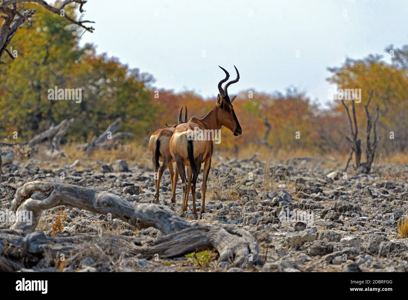 Cow antelopes in the Etosha National Park in Namibia Stock Photo - Alamy