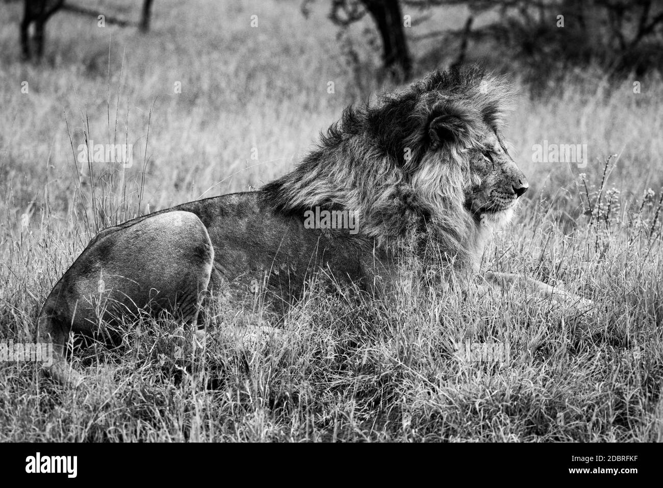 Mono male lion lies in tall grass Stock Photo - Alamy