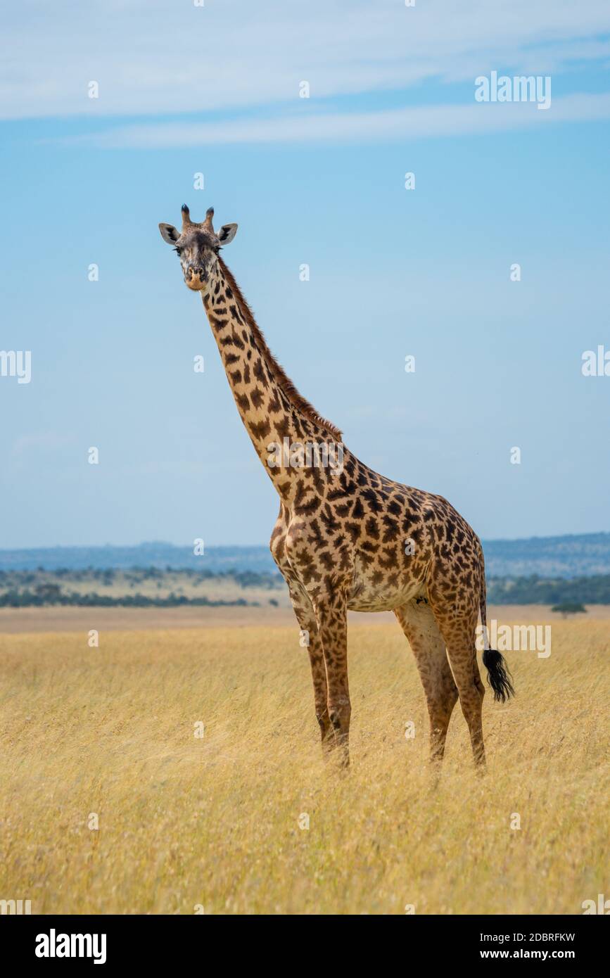 Masai giraffe stands eyeing camera in grass Stock Photo - Alamy