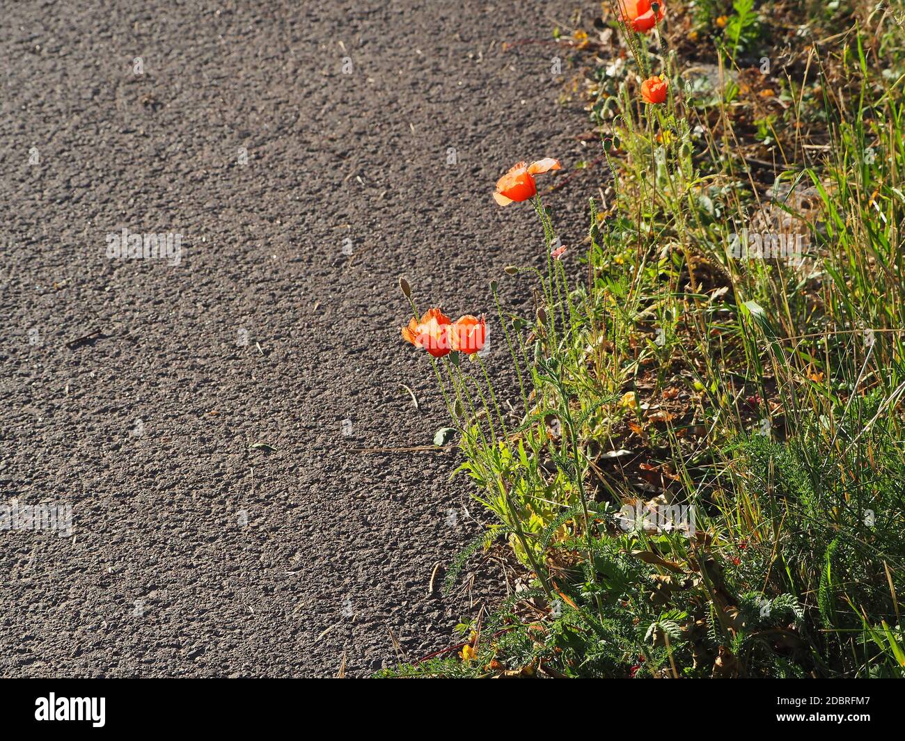 Flowers on the roadside hi-res stock photography and images - Alamy