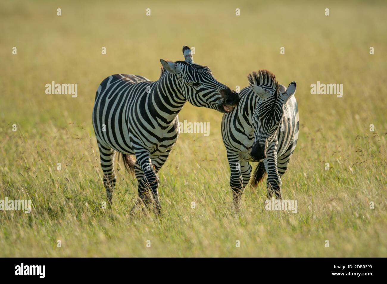 Biting zebra hi-res stock photography and images - Alamy