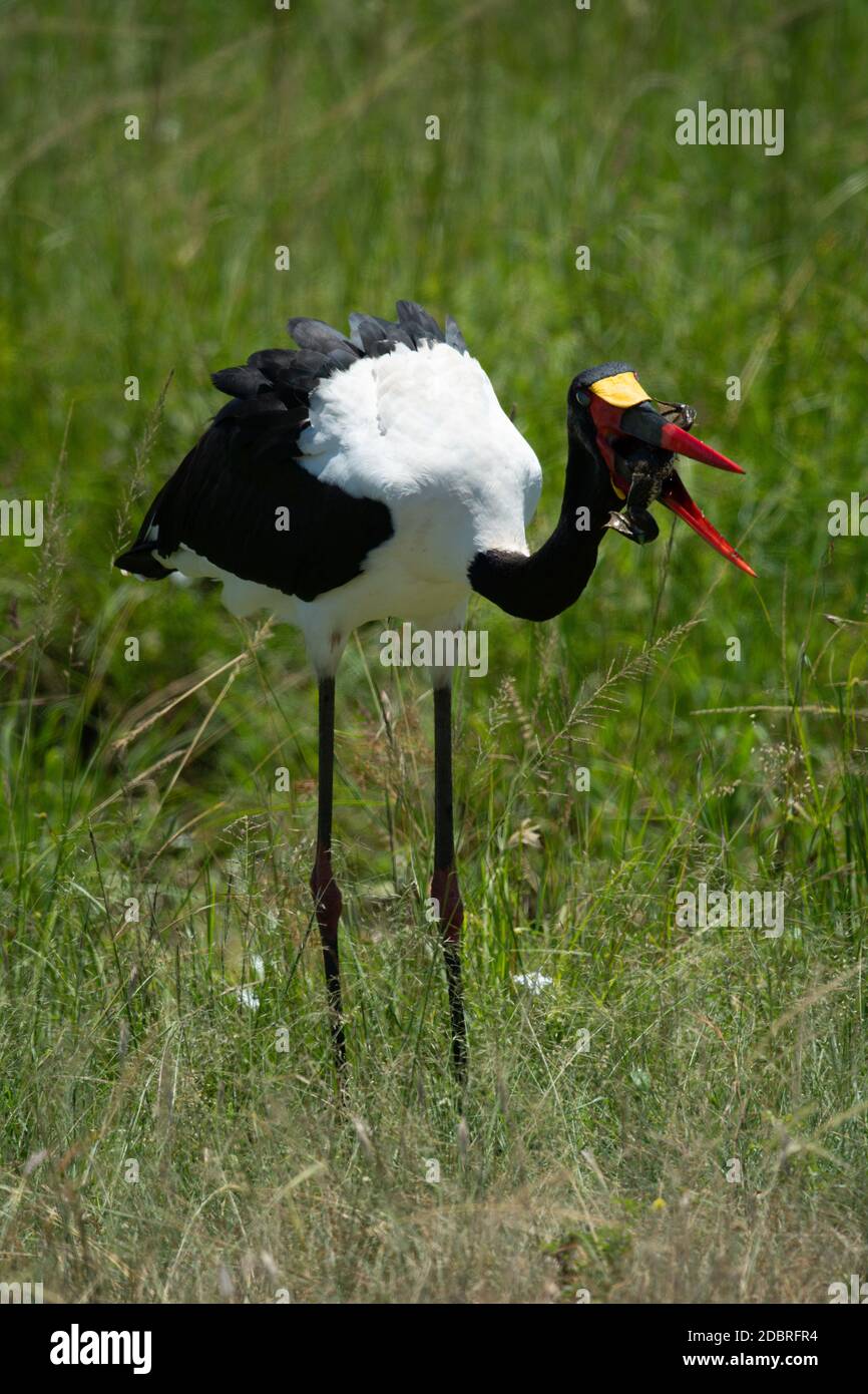 Saddle-billed stork in long grass swallowing frog Stock Photo - Alamy