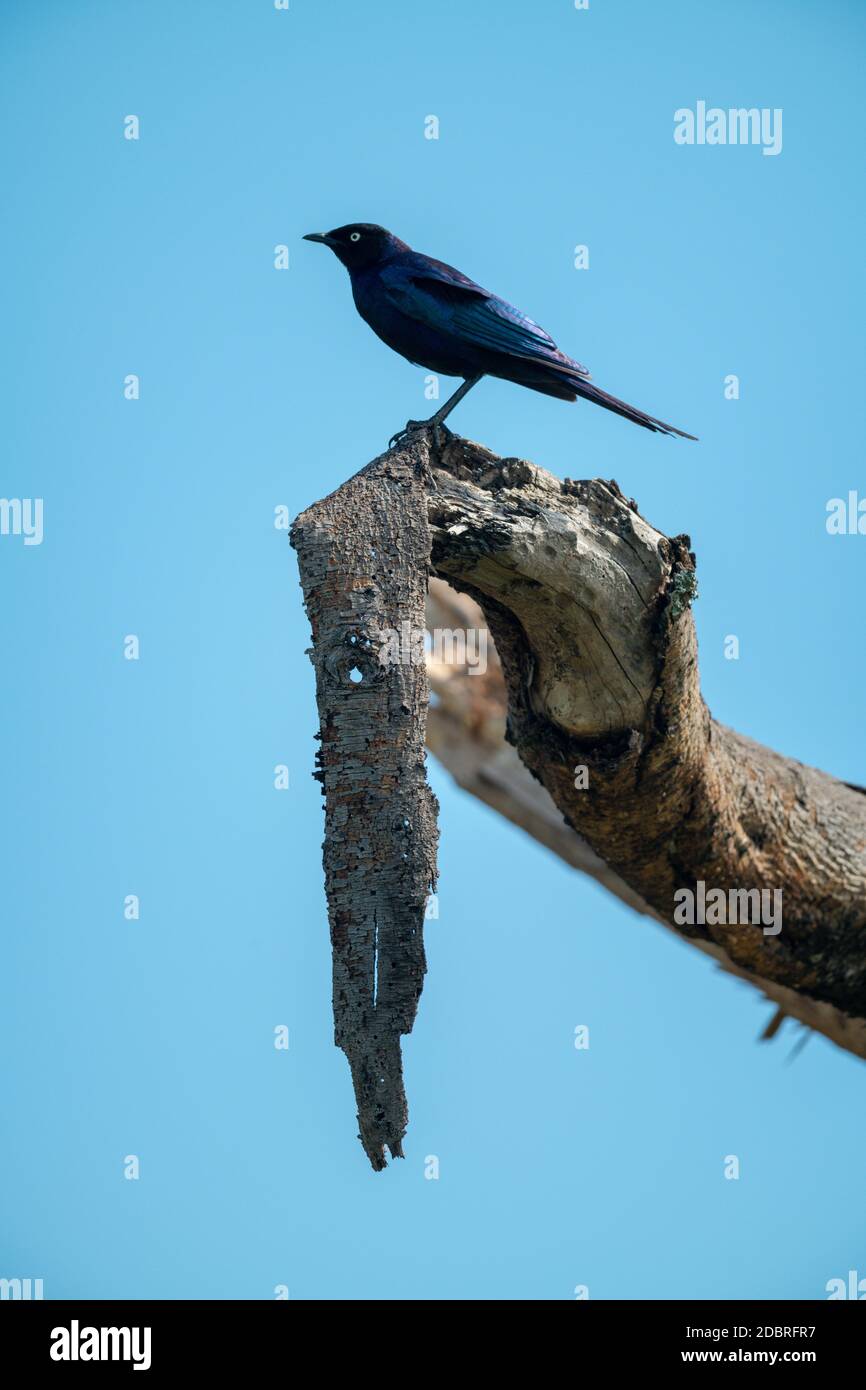 Ruppells long tailed starling hi-res stock photography and images - Alamy