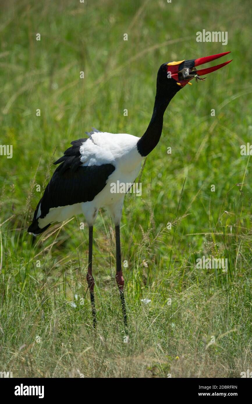 Saddle-billed stork lifts head to swallow frog Stock Photo - Alamy