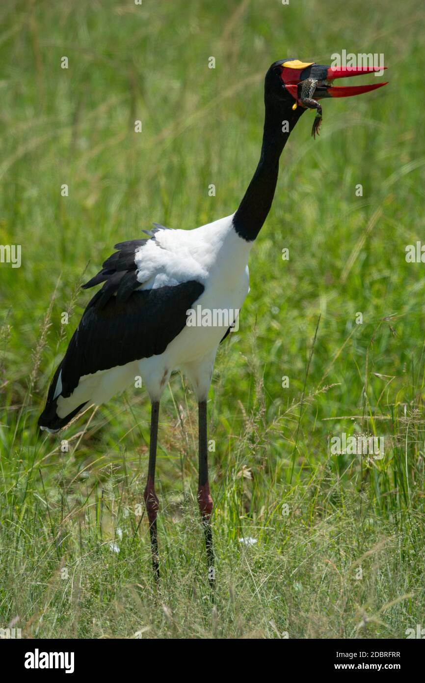 Saddle-billed stork in long grass eating frog Stock Photo - Alamy