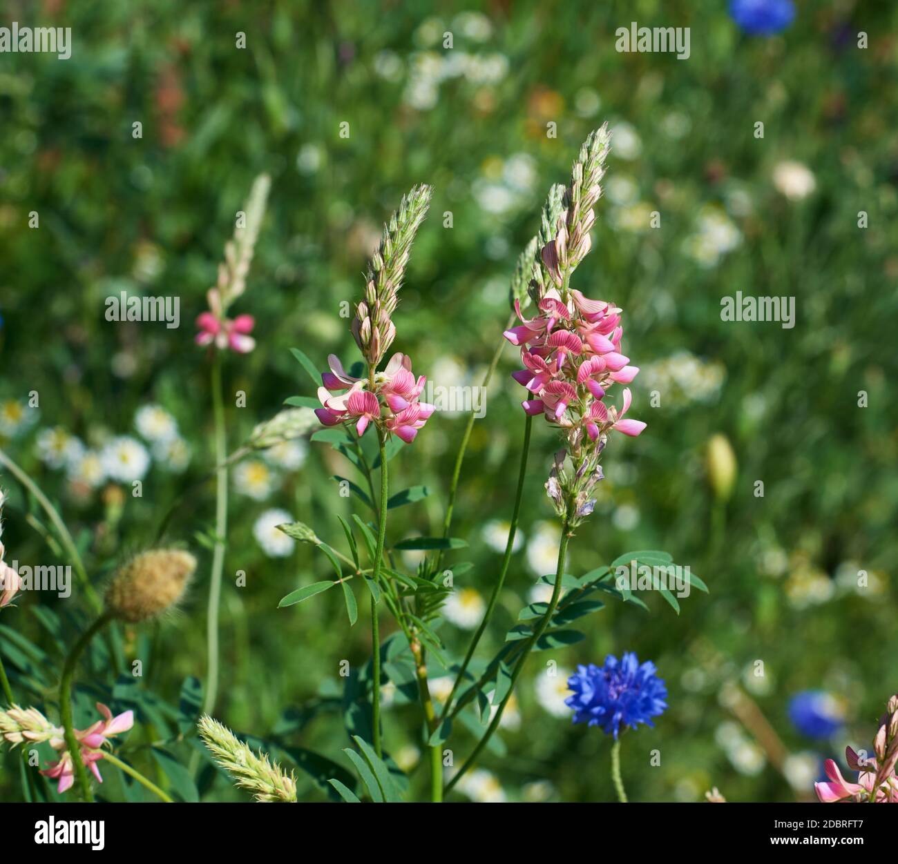flowering plant Sainfoin in the meadow on a spring day, close up Stock ...