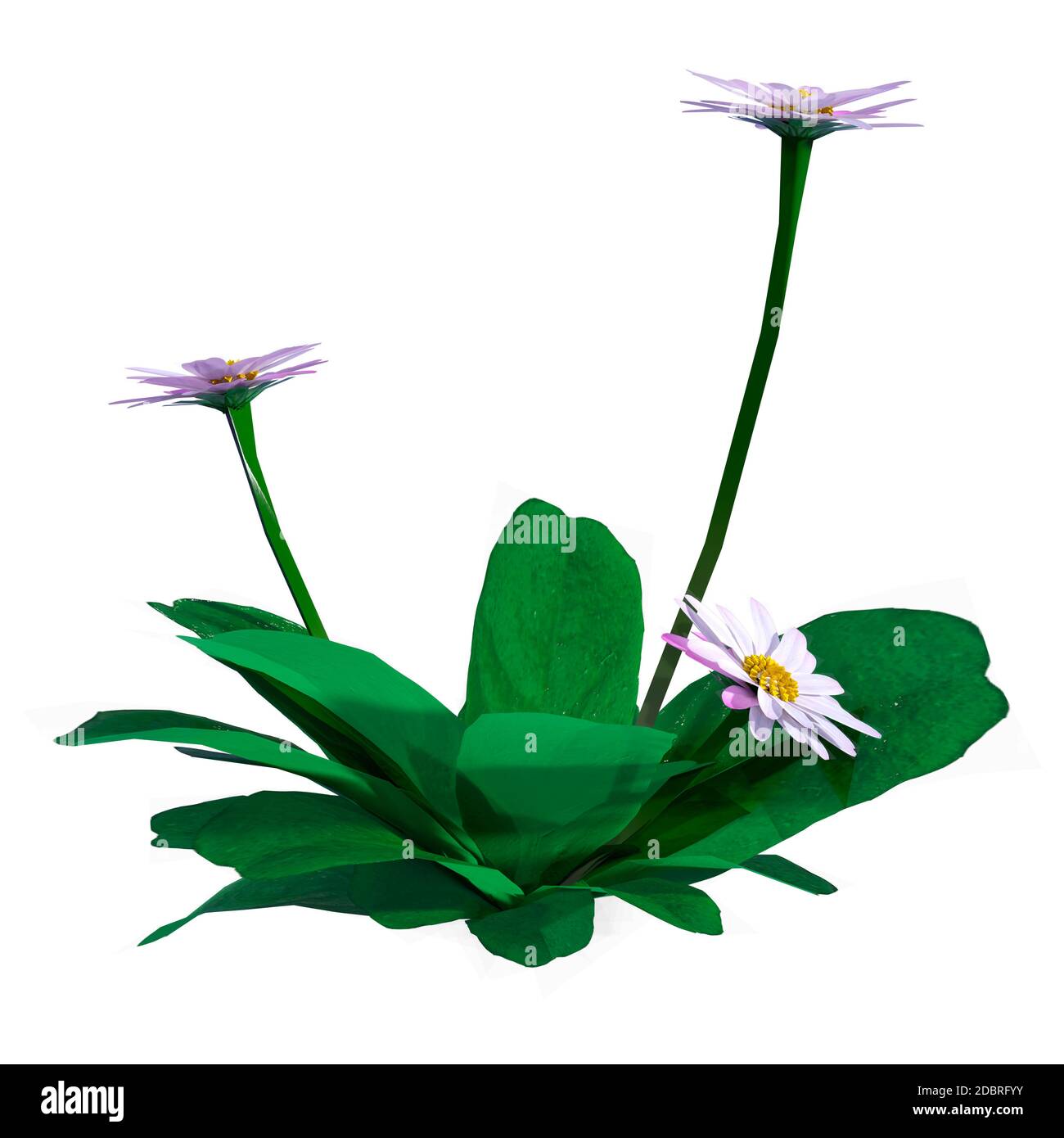 3D rendering of daisy flowers isolated on white background Stock Photo ...