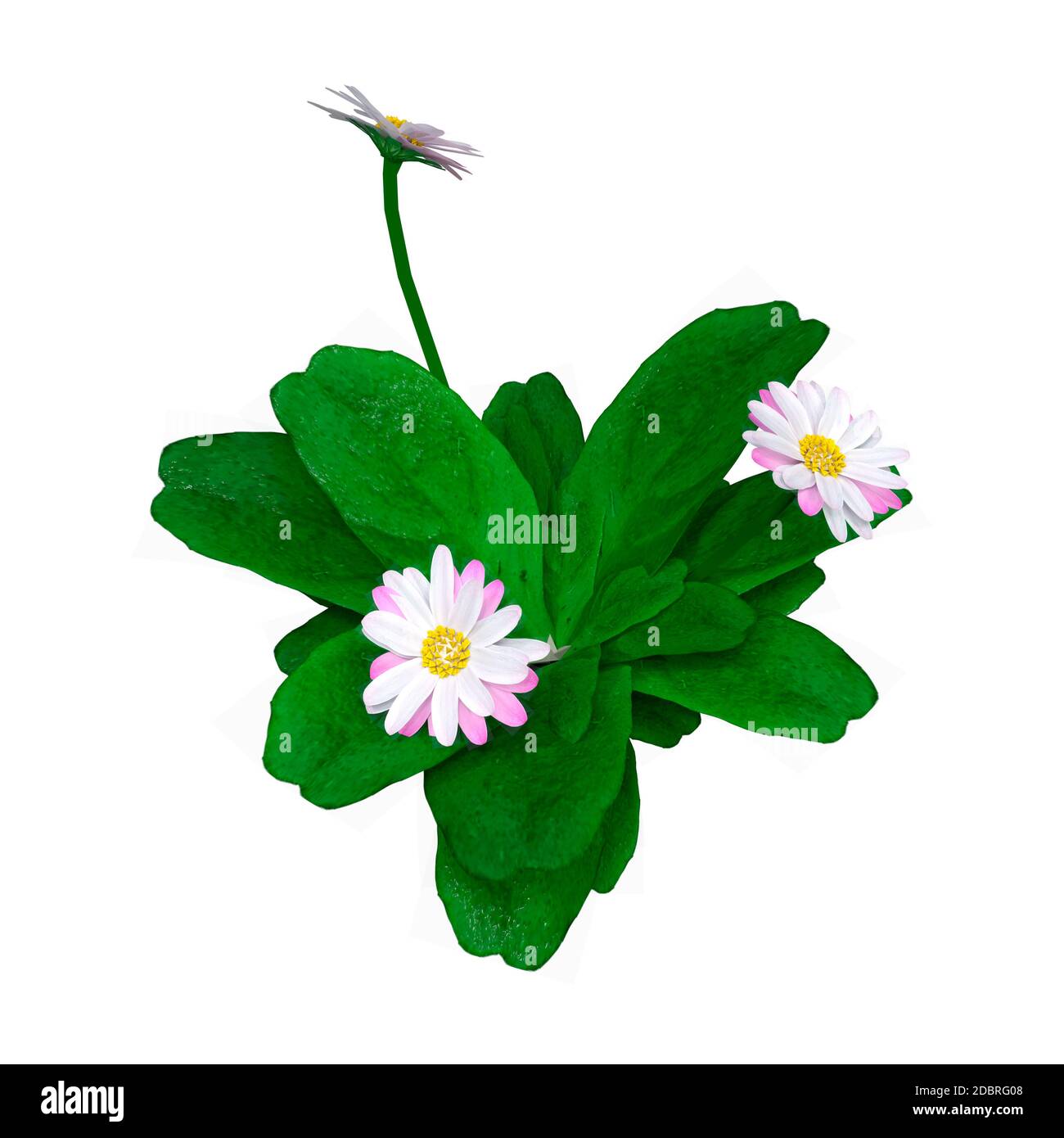 3D rendering of daisy flowers isolated on white background Stock Photo ...