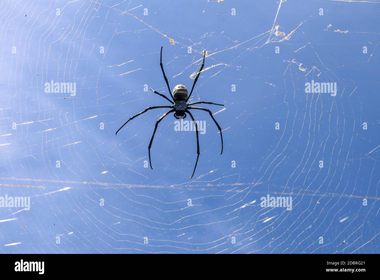 Close up of big spider on spider net on Bali island. Against the ...