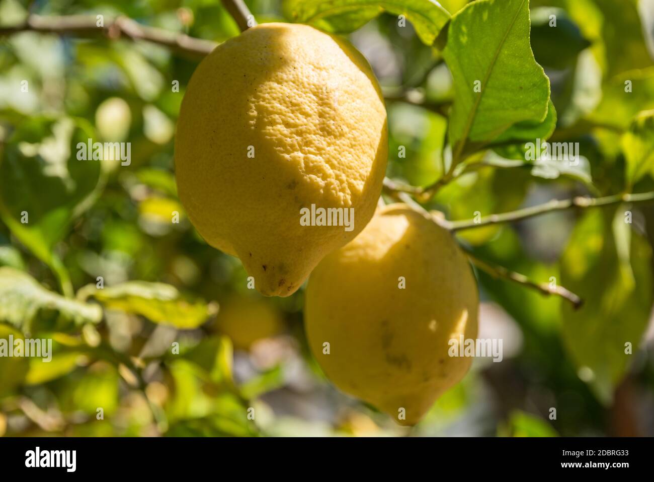 Hesperidium fruit hi-res stock photography and images - Alamy