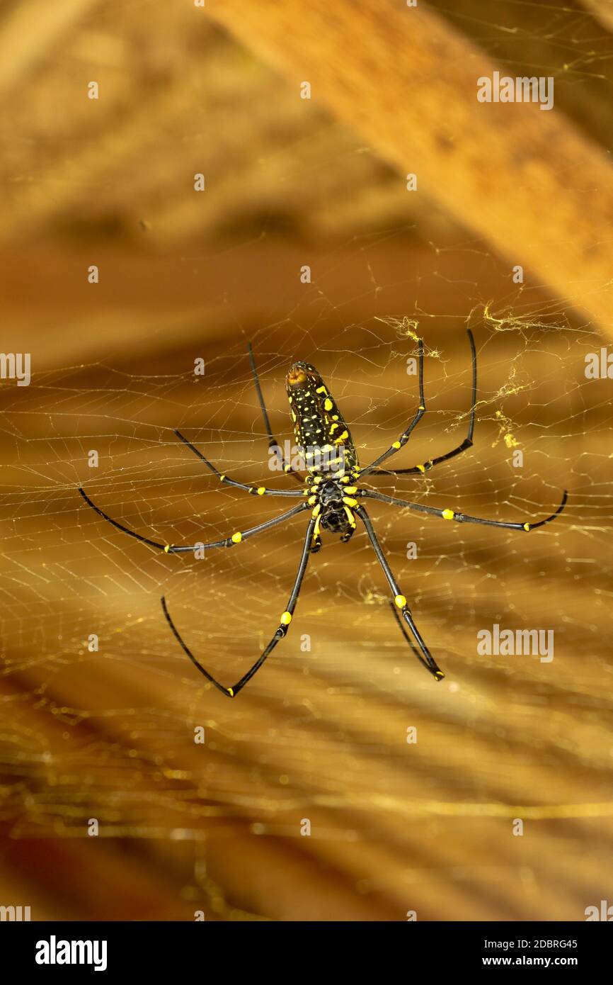 Bottom view of Nephila pilipes or golden orb-web spider. Giant Banana ...