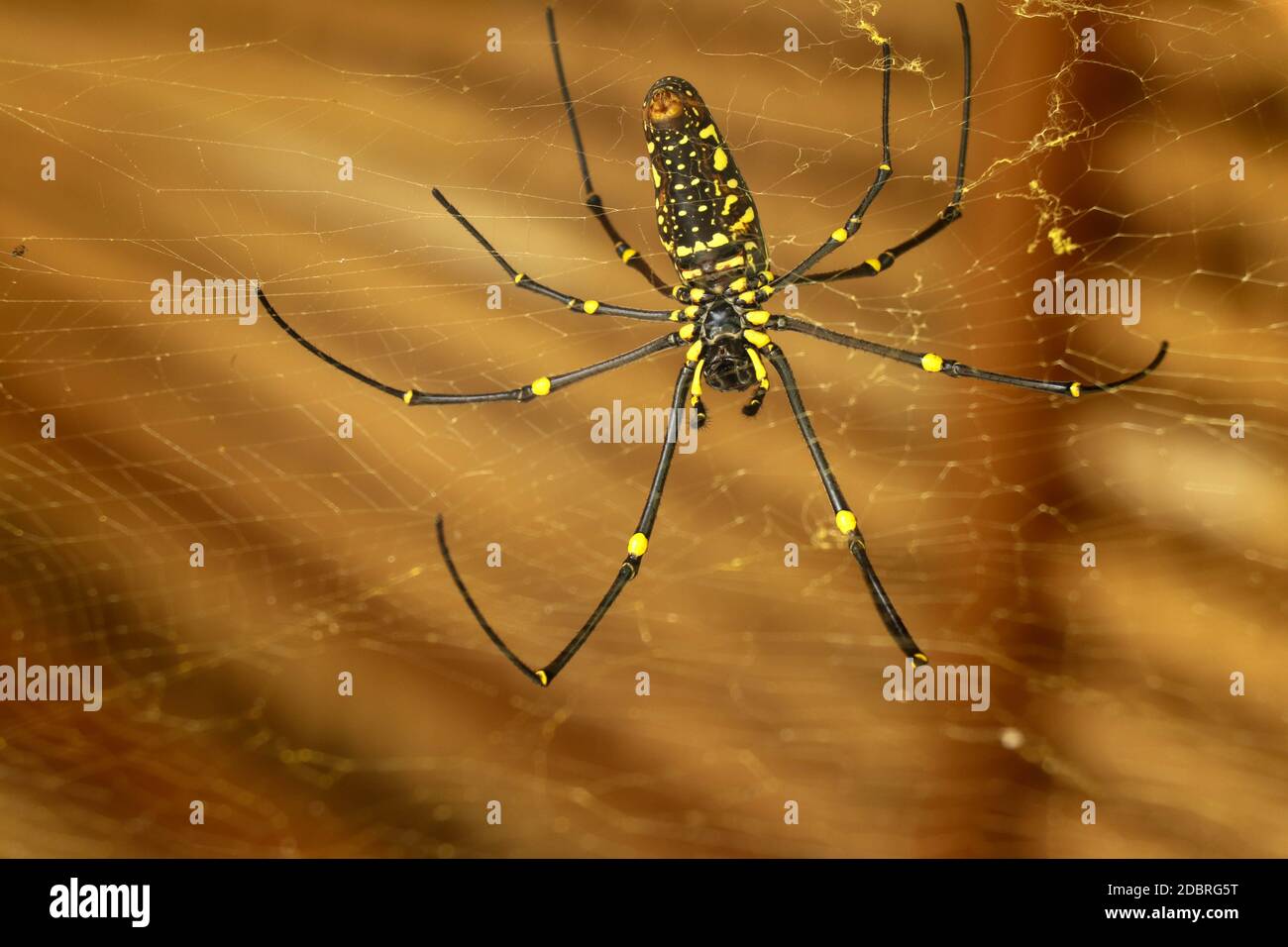 Bottom view of Nephila pilipes or golden orb-web spider. Giant Banana ...