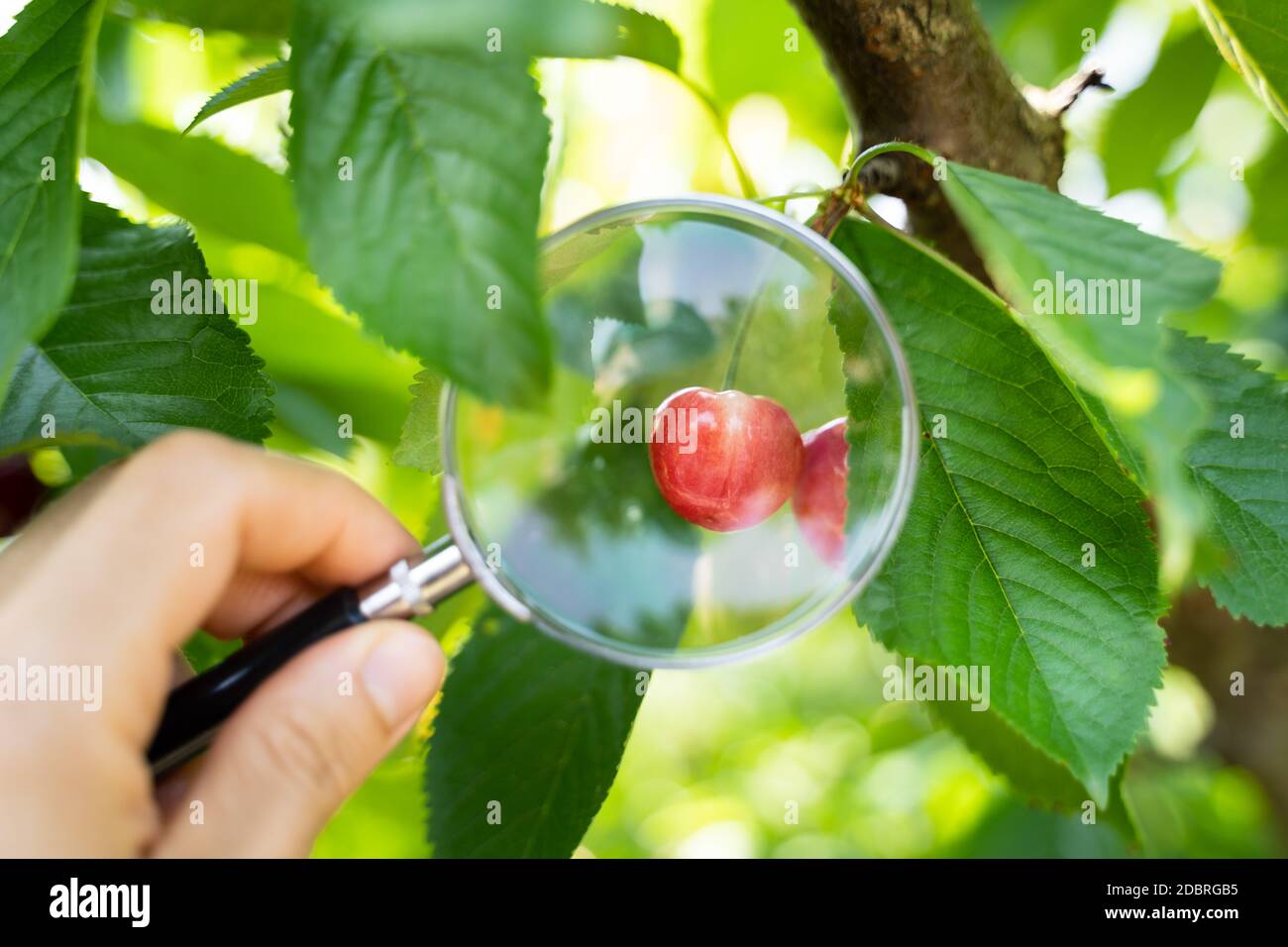 Examining Fresh Growing Organic Fruit Using Magnifying Glass Stock ...