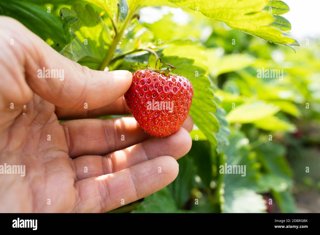 Picking Fresh Food At Farm From Tree Branch Stock Photo - Alamy