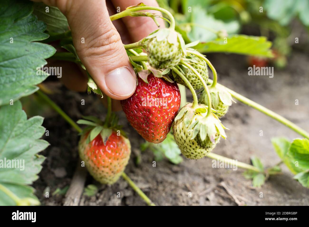 Picking Fresh Food At Farm From Tree Branch Stock Photo - Alamy