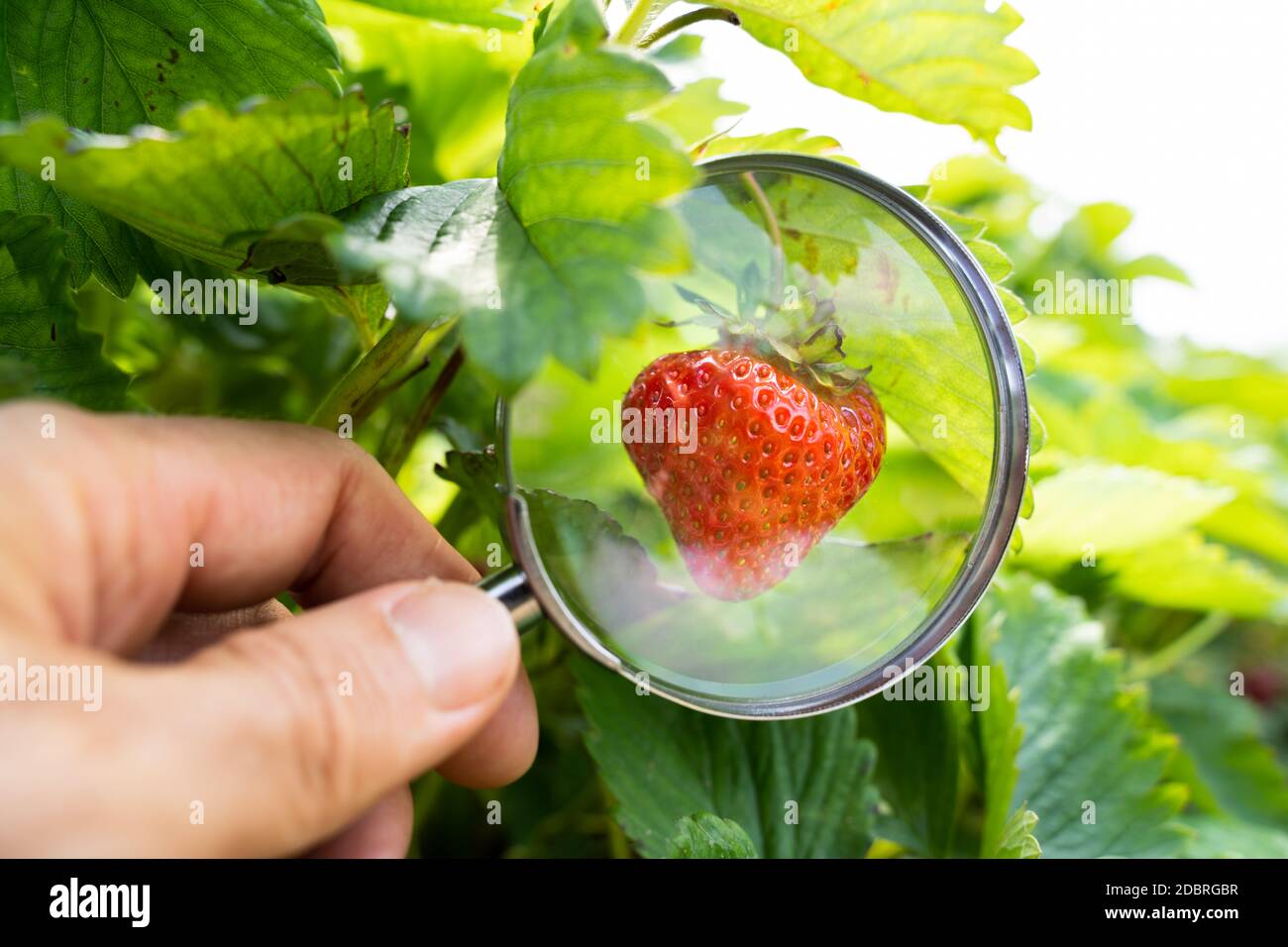 Examining Fresh Growing Organic Fruit Using Magnifying Glass Stock ...