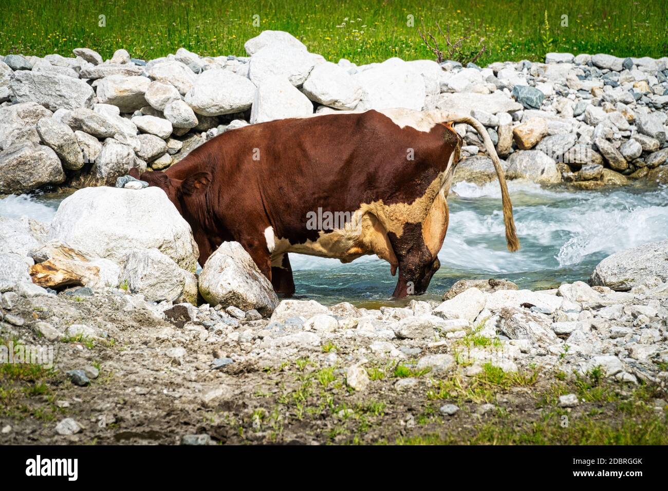 Dairy Cattle At River, cow stay at mountain stream Stock Photo - Alamy