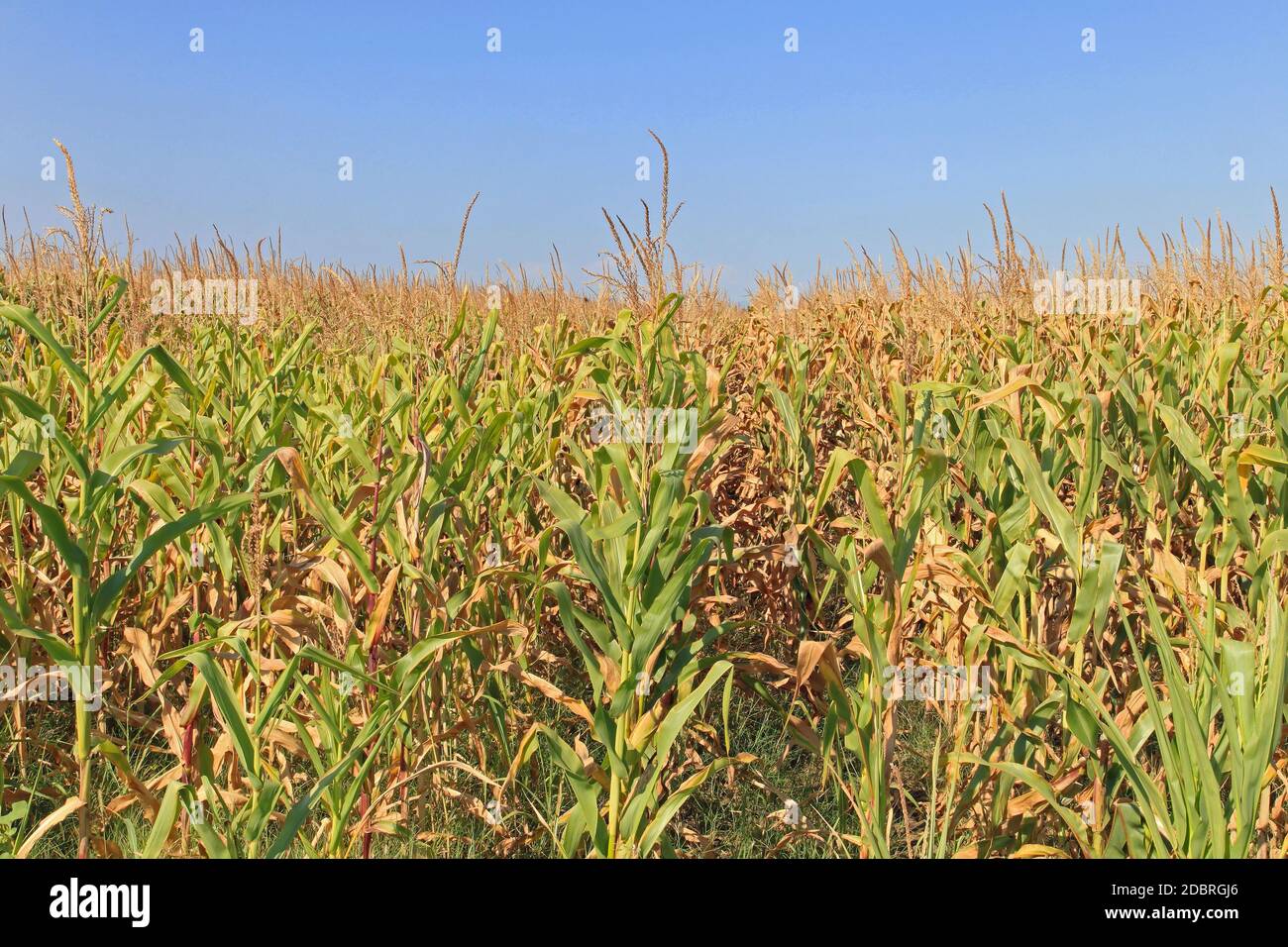 Maize Field Corn Plants Ready for Harvest Stock Photo - Alamy