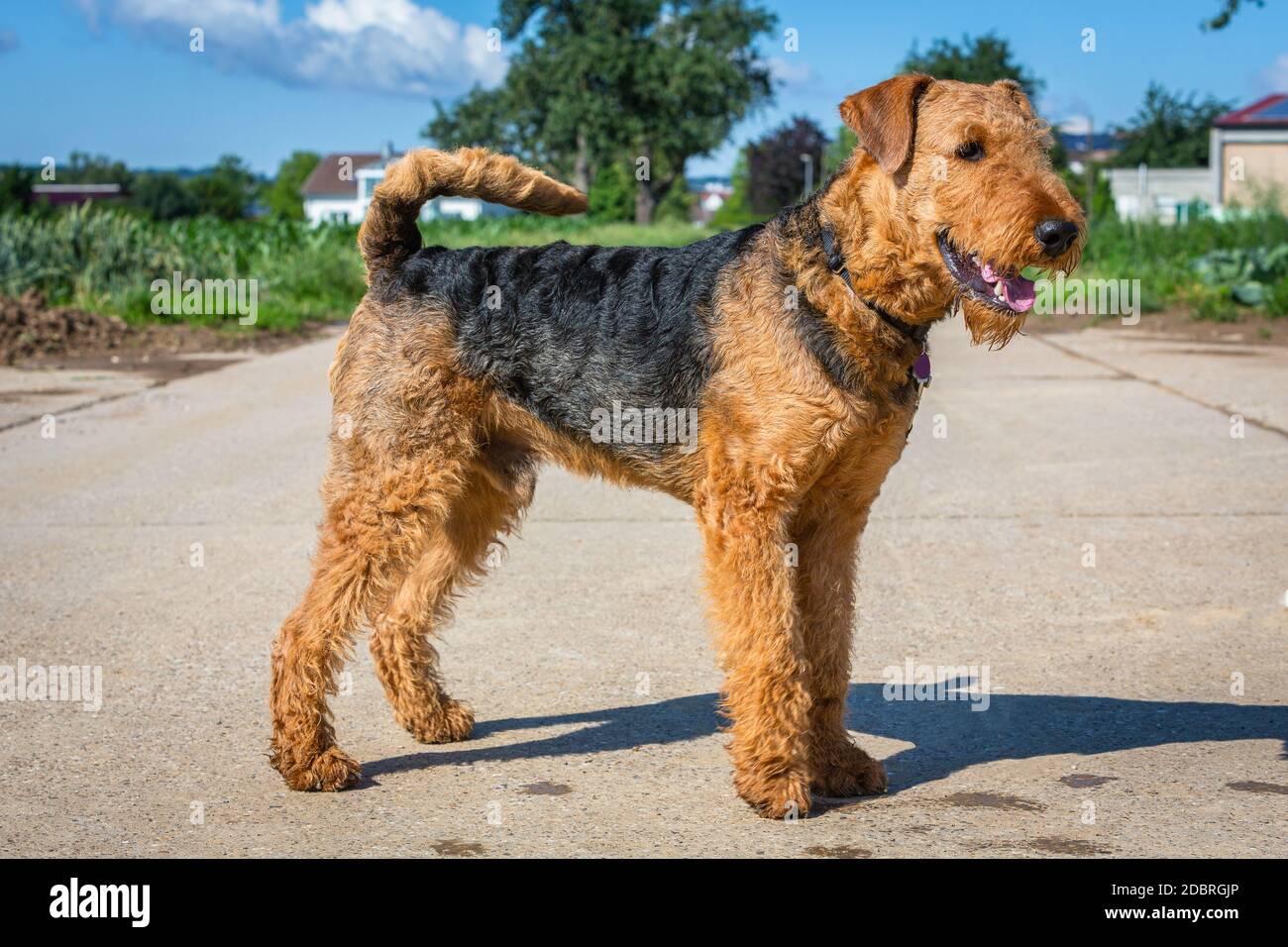 beautiful airedale terrier in close up Stock Photo - Alamy